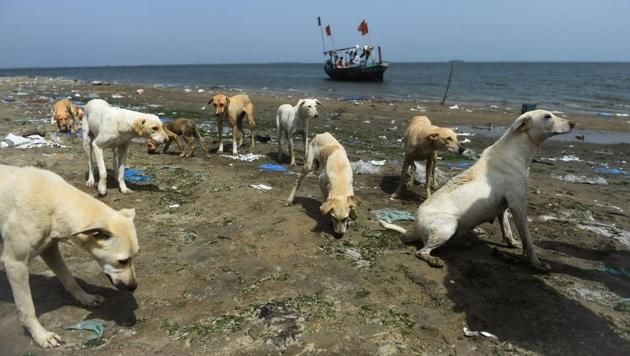 Photos: Pakistan fishermen feed Karachi’s islands of stray dogs ...
