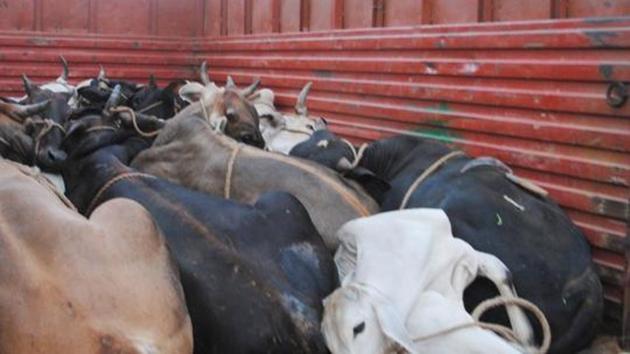 Truck carrying cattle set on fire in J&K’s Ramban, two dozen animals ...