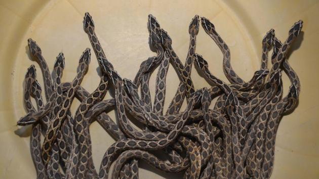 From a mother giraffe’s affection to monsoon in the country: India this ...