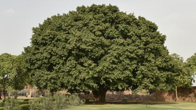 Photos | Delhi’s iconic trees: Green residents shielding against ...