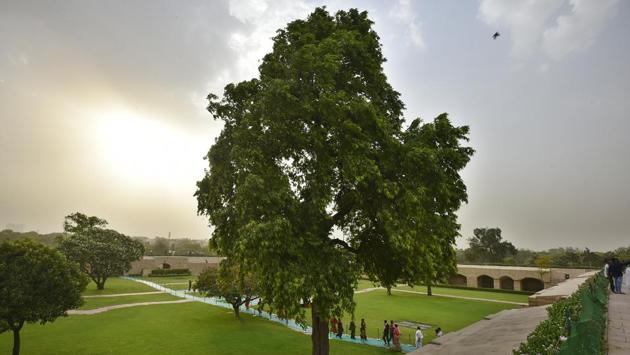 Photos | Delhi’s iconic trees: Green residents shielding against ...