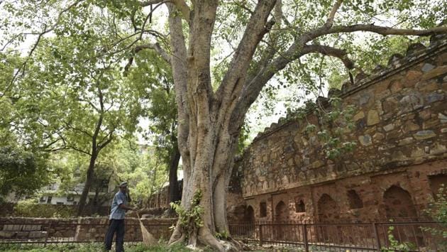 Photos | Delhi’s iconic trees: Green residents shielding against ...