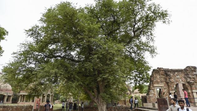 Photos | Delhi’s iconic trees: Green residents shielding against ...