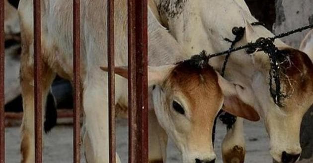 Six alleged cow smugglers held for killing 3 people in Meghalaya ...