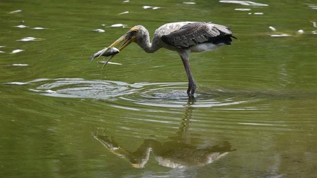 Photos: Delhi Zoo’s animal residents await monsoon | Hindustan Times