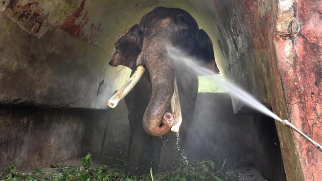 Photos: Delhi Zoo’s animal residents await monsoon | Hindustan Times