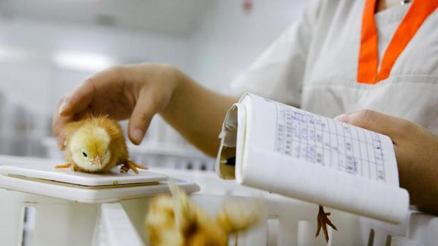 Photos: China’s firms go high tech to crack the billion-a-day egg ...