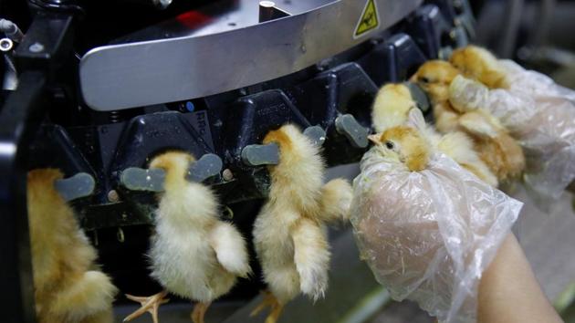 Photos: China’s firms go high tech to crack the billion-a-day egg ...