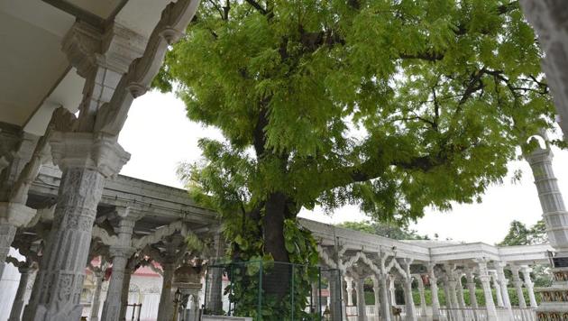 Photos| Delhi’s iconic trees: Green panel extended the stay on felling ...