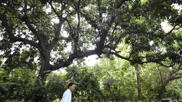 Photos| Delhi’s iconic trees: Green panel extended the stay on felling ...