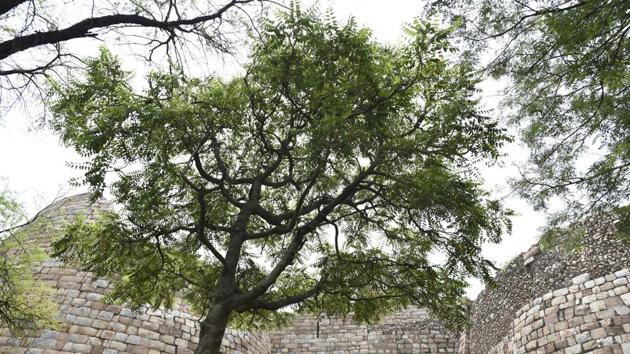 Photos| Delhi’s iconic trees: Green panel extended the stay on felling ...