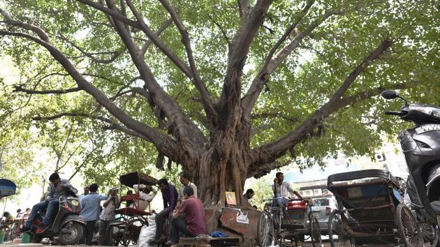 Photos| Delhi’s iconic trees: Green panel extended the stay on felling ...