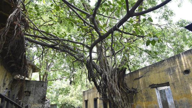 Photos| Delhi’s iconic trees: Green panel extended the stay on felling ...