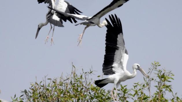 Open billed storks repose trust in Kota sanctuary, rebuild one-third ...