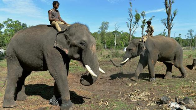 Photos: On the frontline of the human-elephant conflict in Karnataka ...