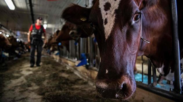 Photos: ‘Mooing’ towards freedom in Sweden’s open prison farms ...
