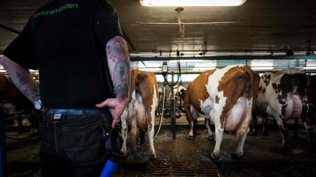 Photos: ‘Mooing’ towards freedom in Sweden’s open prison farms ...