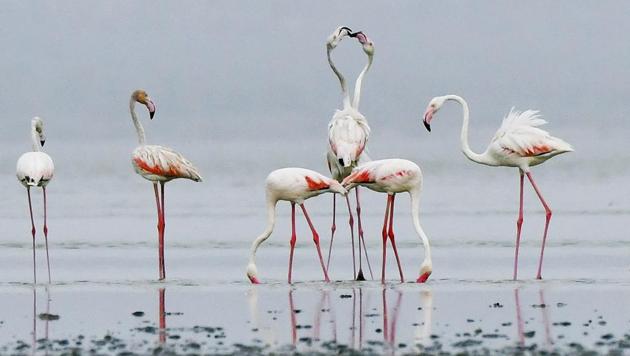 Photos: Rajasthan’s Sambhar salt lake welcomes flamingos | Hindustan Times