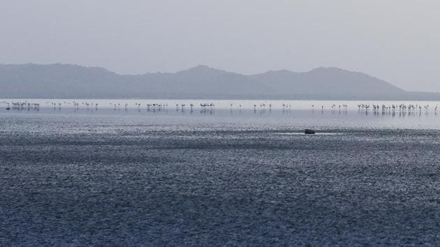 Photos: Rajasthan’s Sambhar salt lake welcomes flamingos | Hindustan Times