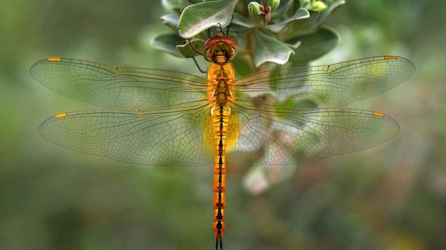 25 species spotted in Delhi’s first dragonfly-damselfly count | Latest ...