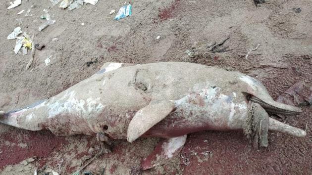 Dolphin carcass washes ashore Mumbai’s Marine Drive; 7th since June ...