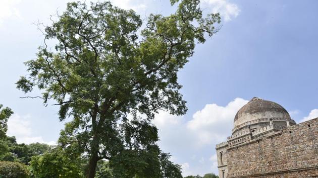 Photos| Delhi’s iconic trees: Lending shade and order amid urban chaos ...