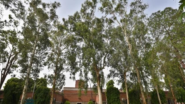 Photos| Delhi’s iconic trees: Lending shade and order amid urban chaos ...