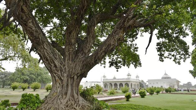 Photos| Delhi’s iconic trees: Lending shade and order amid urban chaos ...