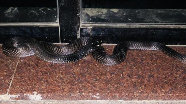 Andhra Pradesh plans ritual to appease snake god after over 100 ...