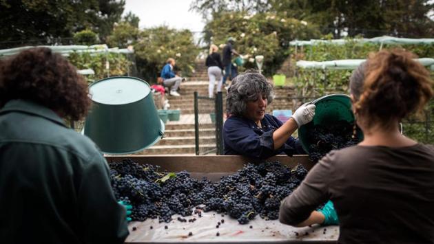 Photos: Parisians pick grapes in urban vineyards for prized vintages ...