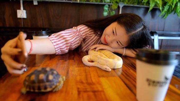 Photos: Cambodian reptile cafe slithers into people’s hearts ...