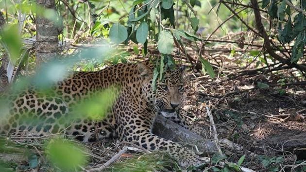 Uttarakhand forest department to catch, rehabilitate ‘killer’ leopard ...