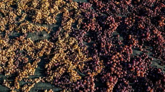 Photos: Cyprus toasts harvest of the legendary ‘wine of gods ...