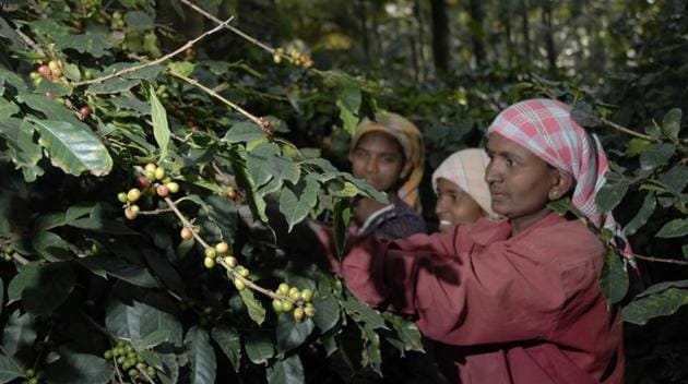 arabica coffee plantation in india