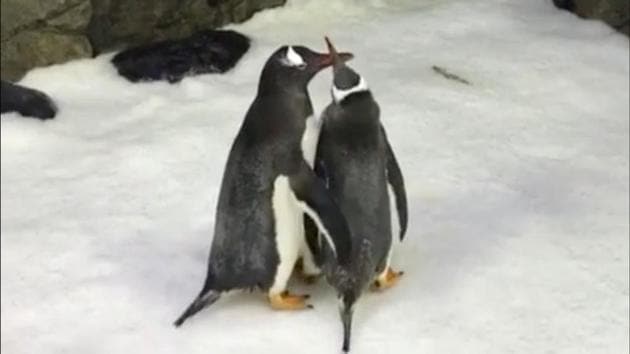 Male penguin couple build nest, foster an egg at Sydney aquarium ...