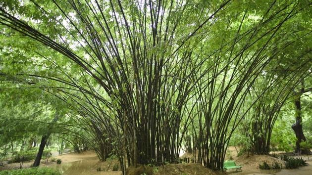Photos | Delhi’s iconic trees: Keeping the city’s ecosystem rooted ...
