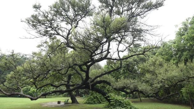 Photos | Delhi’s iconic trees: Keeping the city’s ecosystem rooted ...