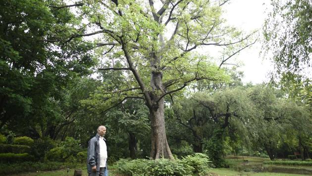 Photos | Delhi’s iconic trees: Keeping the city’s ecosystem rooted ...