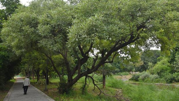 Photos | Delhi’s iconic trees: Keeping the city’s ecosystem rooted ...