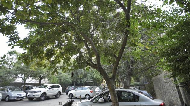 Photos | Delhi’s iconic trees: Keeping the city’s ecosystem rooted ...