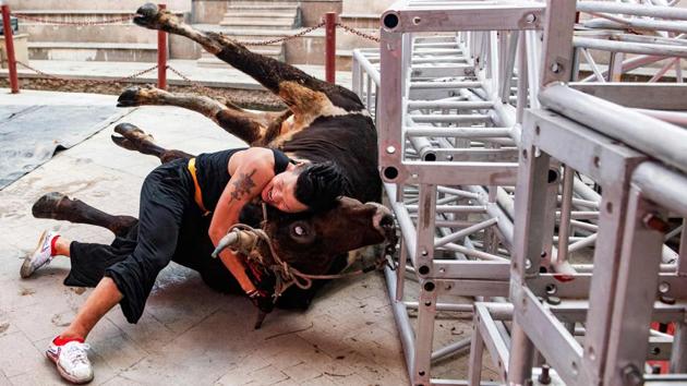 Photos: Chinese martial artists lock horns with bulls in wrestling ...