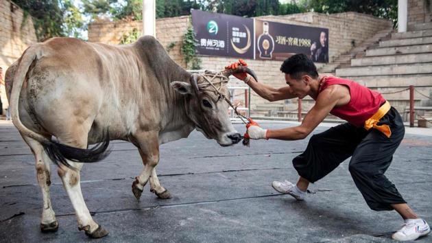Photos: Chinese martial artists lock horns with bulls in wrestling ...