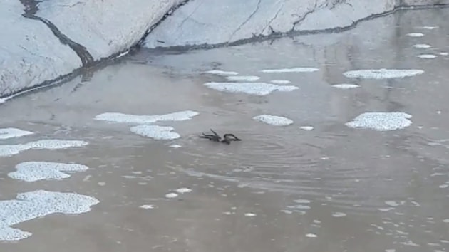 This video of a tarantula swimming will make you go ‘Nope!’ | Trending