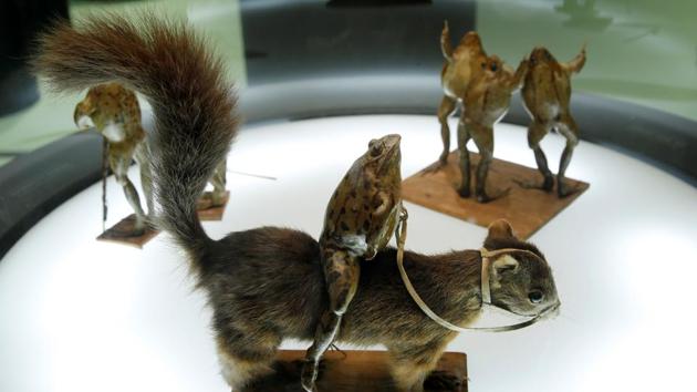 Photos | Pubs and parties: A Swiss frog’s life in 19th century ...