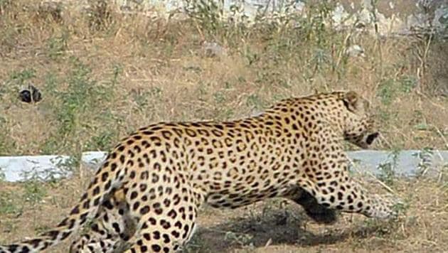 Leopard attacks 7 in Kanpur’s Ghatampur village, 2 serious | Hindustan ...
