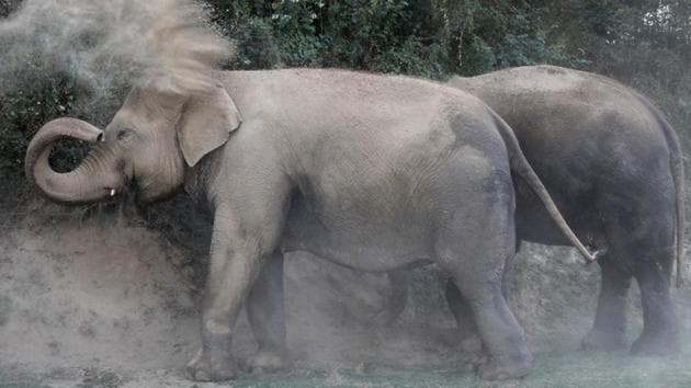 Photos: India’s first elephant hospital in Mathura draws cheers and ...