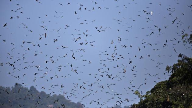 Photos: Amur falcon hunters turn protectors in Nagaland’s Pangti ...