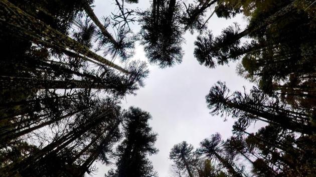 Photos: Chile’s indigenous pine, a botanical dinosaur facing extinction ...