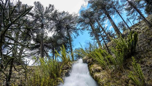 Photos: Chile’s indigenous pine, a botanical dinosaur facing extinction ...
