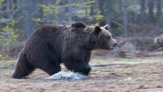 Woman punches bear, gets help from dog to survive attack | World News ...